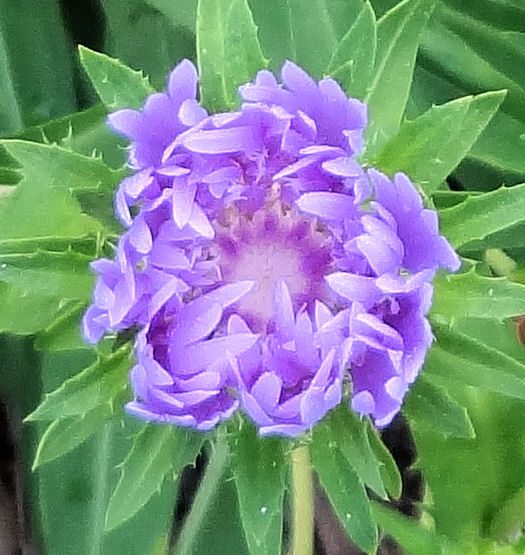 Purple Flower – Walter Reeves: The Georgia Gardener