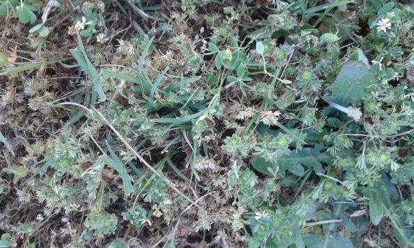 Ground Cover Flowering Weed With Prickers – Walter Reeves: The Georgia ...