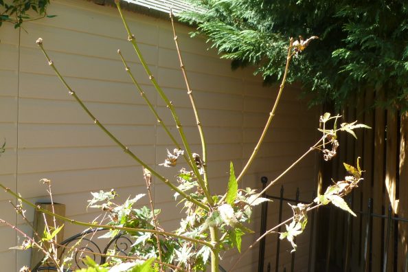 Is this scale damage on a Japanese maple – Walter Reeves: The Georgia ...