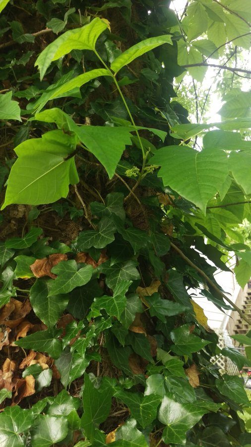 Poison Ivy? – Walter Reeves: The Georgia Gardener