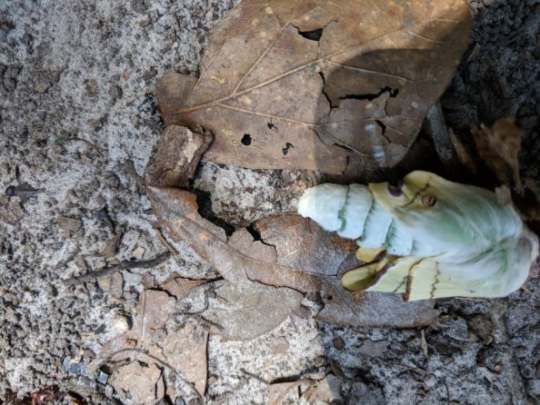 Strange Mammoth insect – Walter Reeves: The Georgia Gardener