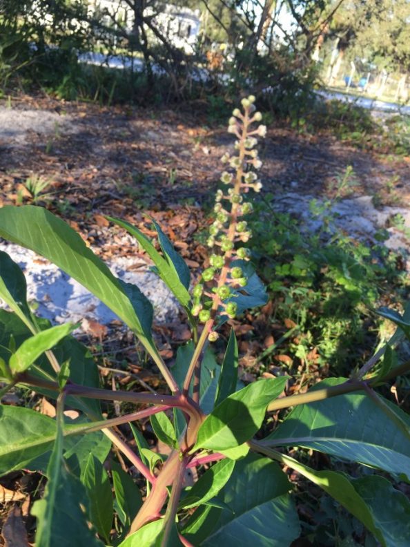 Pink stalk weeds w/ big leaf – Walter Reeves: The Georgia Gardener