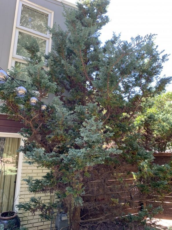 Juniper or Cypress? – Walter Reeves: The Georgia Gardener