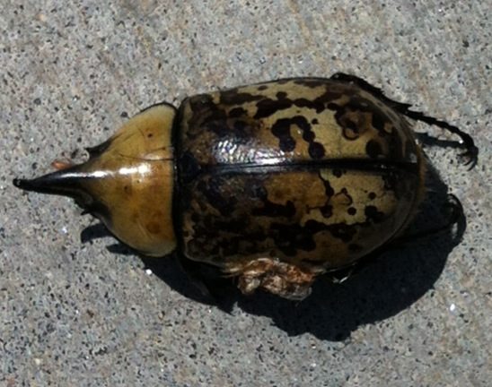 LARGE beetle was encountered in suburban Atlanta – Walter Reeves: The ...