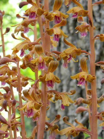 Spiked Crested Coralroot Orchid (Hexalectris Spicata) – Walter Reeves ...