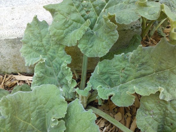 VERY prolific weed – Walter Reeves: The Georgia Gardener