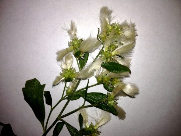 White fuzzy flower – Walter Reeves: The Georgia Gardener