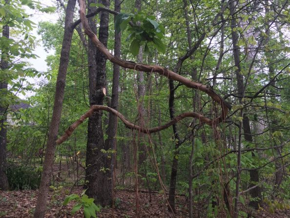 Large invasive vine taking over my trees – NW Georgia – Walter Reeves ...