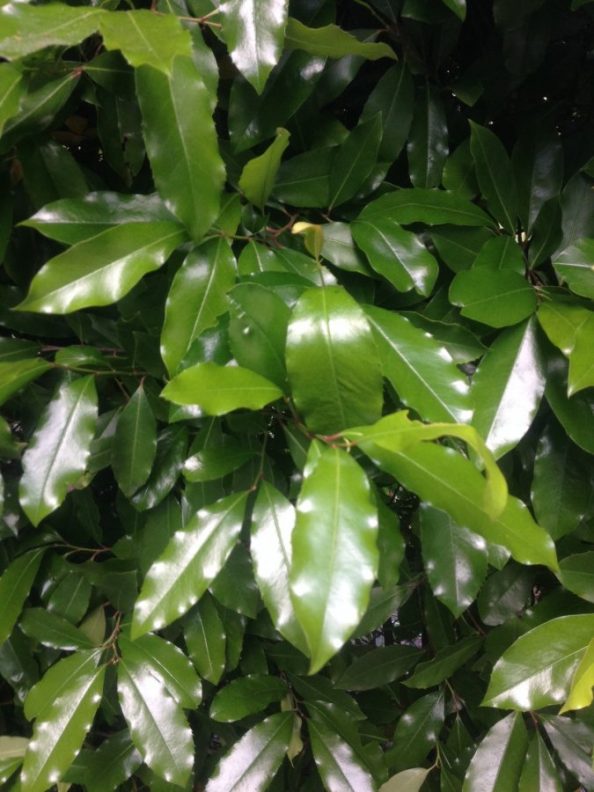 Hedge shrub – Walter Reeves: The Georgia Gardener