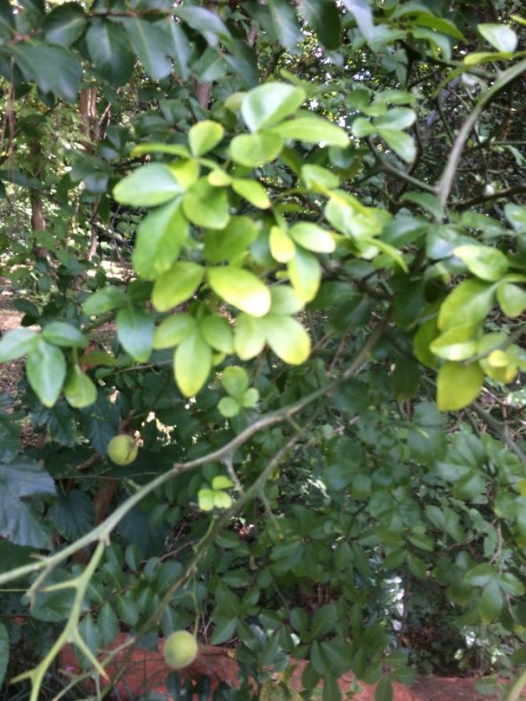 Wild lime tree – Walter Reeves: The Georgia Gardener