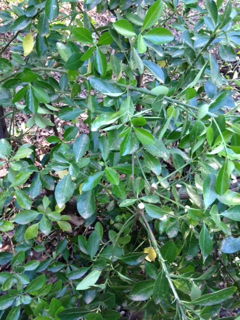 Viney Shrub – Walter Reeves: The Georgia Gardener