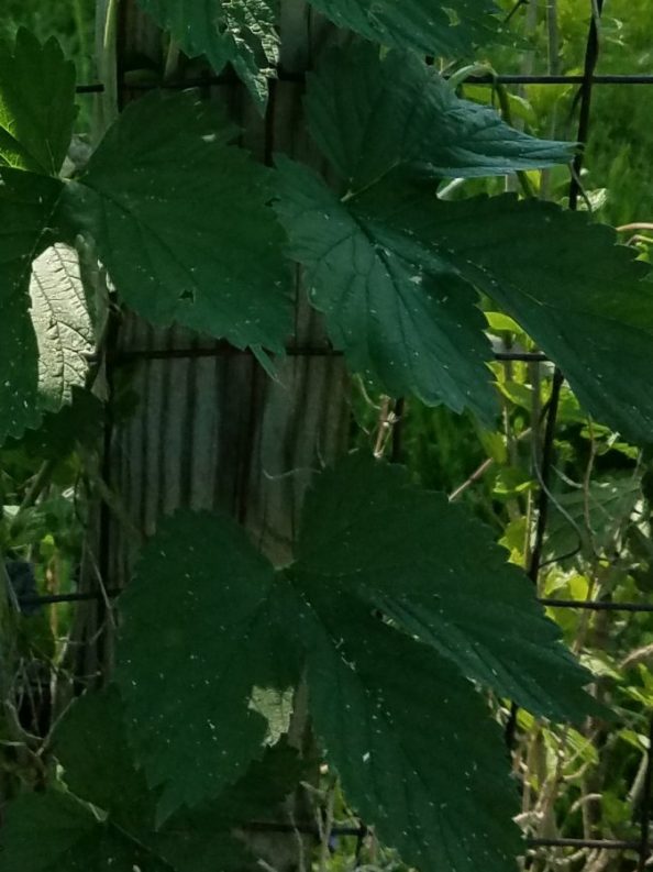 What is this vine and how do I kill it? It’s taking over and choking ...