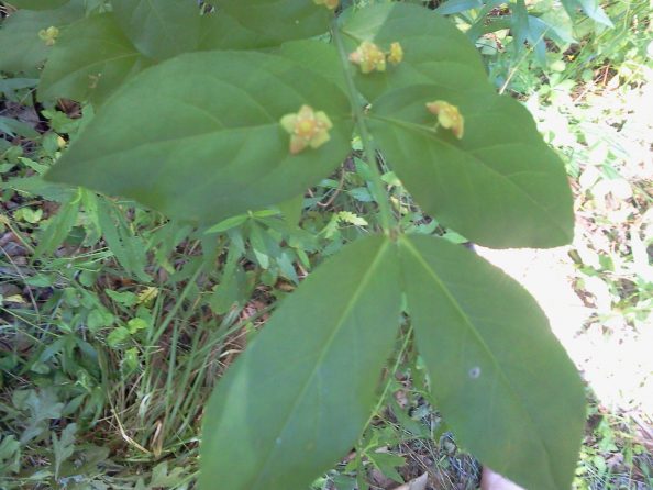 it has a square stem – Walter Reeves: The Georgia Gardener