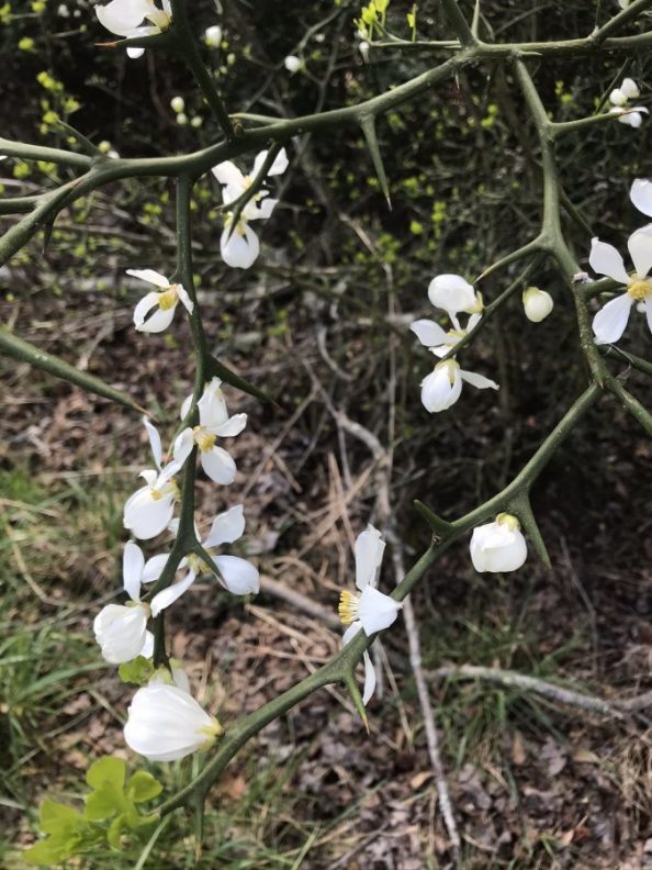 Thorny weed? – Walter Reeves: The Georgia Gardener