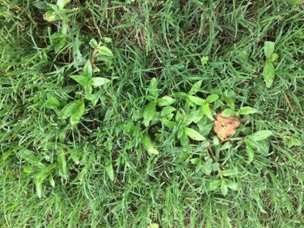 creeping and pervasive weed – Walter Reeves: The Georgia Gardener