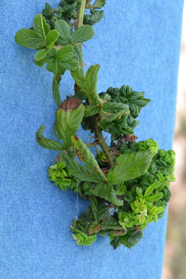 thorny weed number 2 – Walter Reeves: The Georgia Gardener