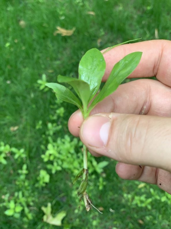 Virginia Buttonweed – Identified – Walter Reeves: The Georgia Gardener
