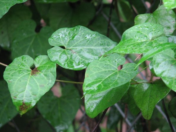 Wild Buckwheat vine? – Walter Reeves: The Georgia Gardener