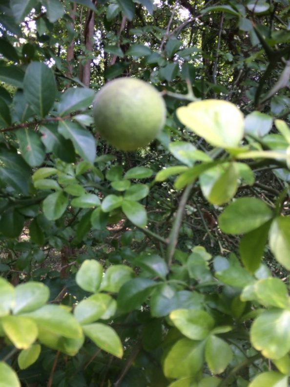Wild lime tree – Walter Reeves: The Georgia Gardener