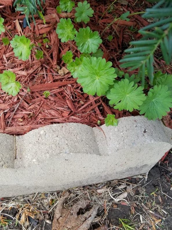 Invasive Ground Cover Identification
