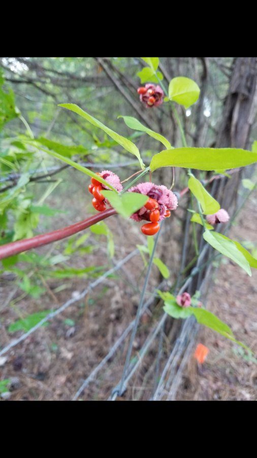 Exotic looking wild flower/berry plant – Walter Reeves: The Georgia ...