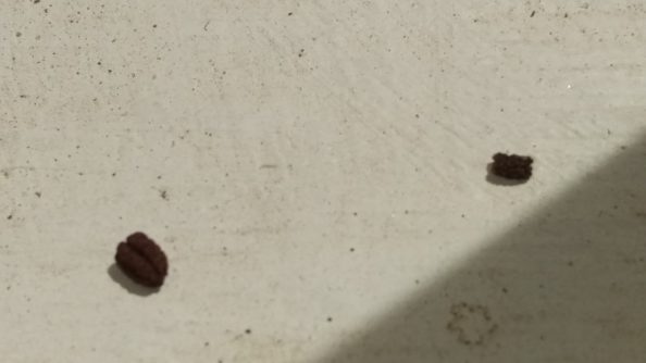 River birch bugs? – Walter Reeves: The Georgia Gardener