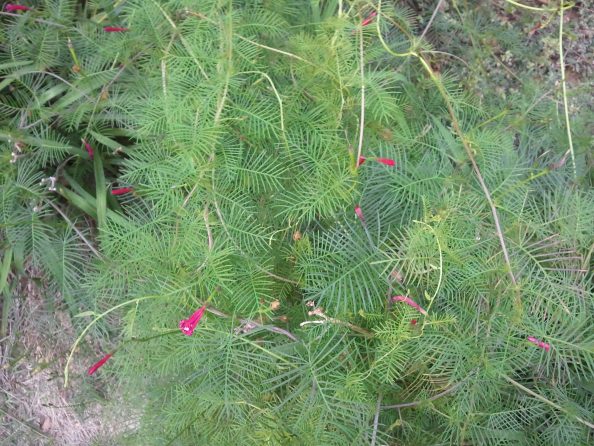 small red flowering vine #1 – Walter Reeves: The Georgia Gardener