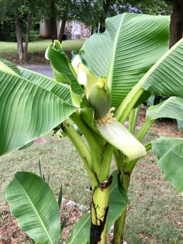 Banana plant – Identified – Walter Reeves: The Georgia Gardener