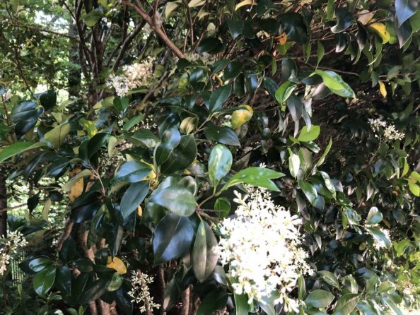Emerald Colonnade Holly OR?? – Walter Reeves: The Georgia Gardener