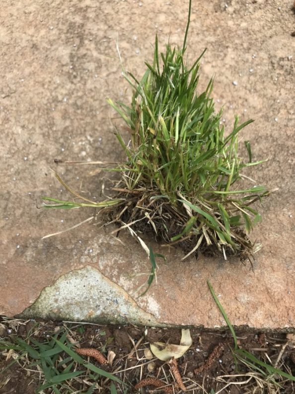 clump grassy weed – Walter Reeves: The Georgia Gardener