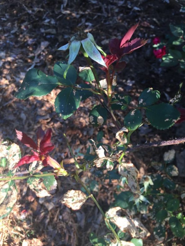 Rose Slug Damage – Identified – Walter Reeves: The Georgia Gardener