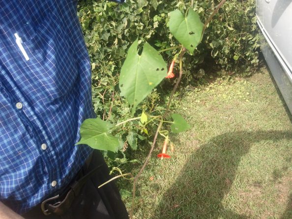 small red flowering vine #1 – Walter Reeves: The Georgia Gardener