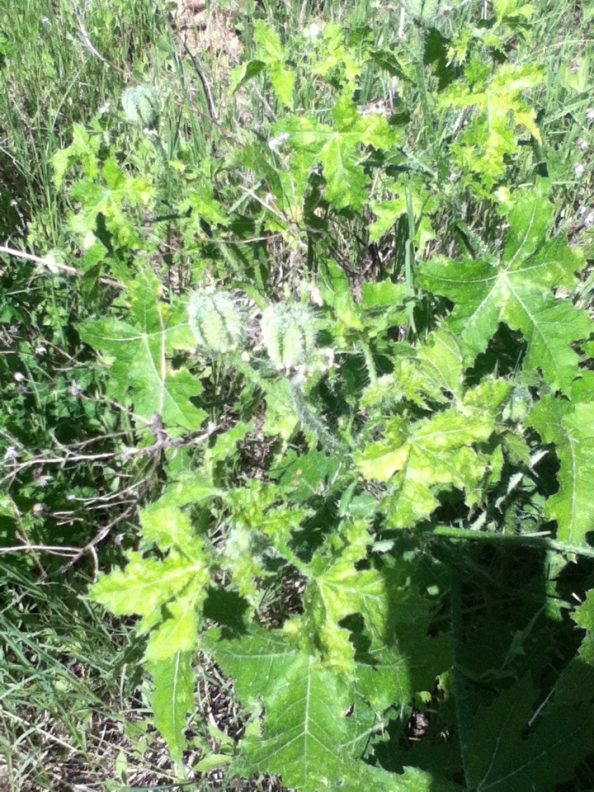 This Plant is Itchy – Walter Reeves: The Georgia Gardener