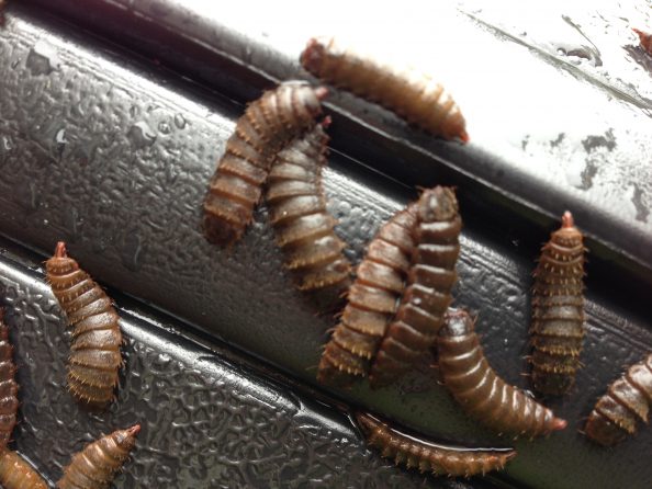 Mystery Slug/Larvae – Walter Reeves: The Georgia Gardener