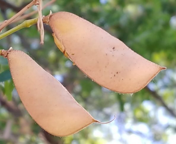 Seed popping tree – Walter Reeves: The Georgia Gardener