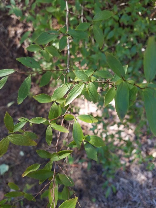 New home, new plants – Walter Reeves: The Georgia Gardener