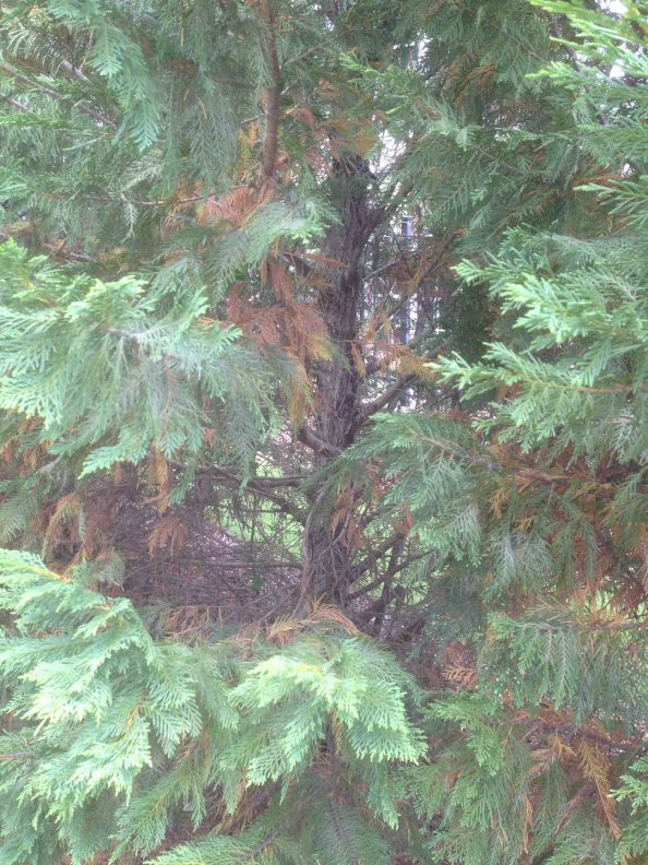 Leyland Cypress Disease – Walter Reeves: The Georgia Gardener