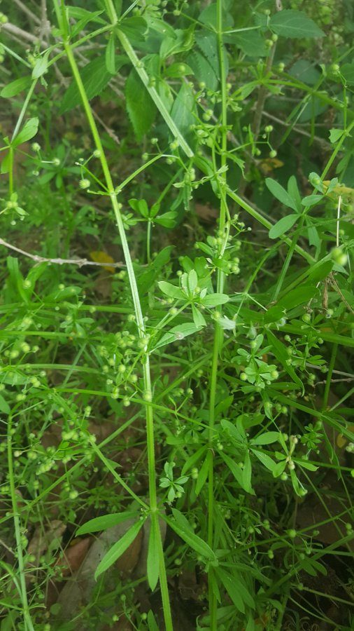 Sticky weed – Walter Reeves: The Georgia Gardener