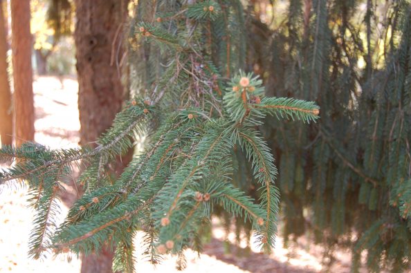 Tall Evergreen, Drooping branches – Walter Reeves: The Georgia Gardener