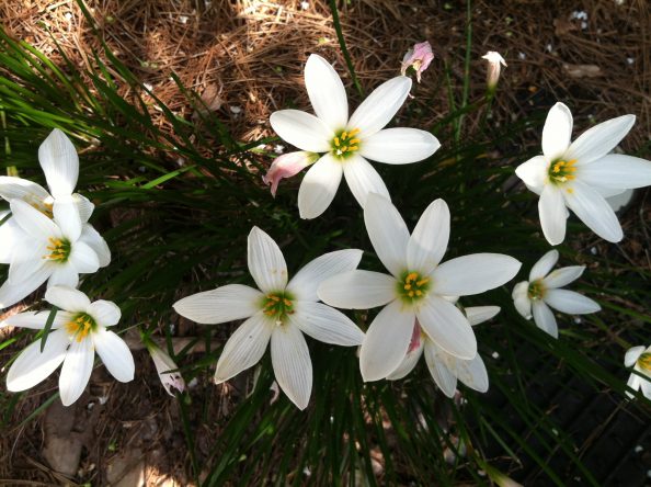 White Flower with 6 petals – Walter Reeves: The Georgia Gardener