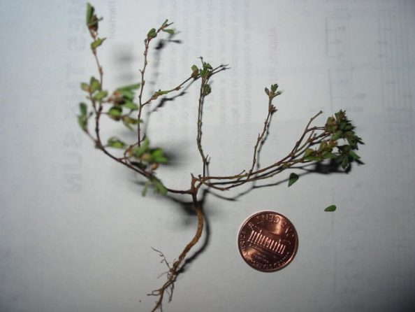 Woody-stemmed weed – Walter Reeves: The Georgia Gardener