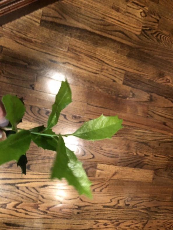 Emerald Colonnade Holly OR?? – Walter Reeves: The Georgia Gardener