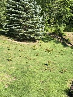 Invasive Weeds with thick connected root system – Walter Reeves: The ...