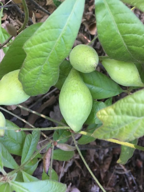 Pawpaw tree? – Walter Reeves: The Georgia Gardener