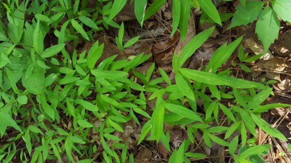 Native ground cover – Walter Reeves: The Georgia Gardener