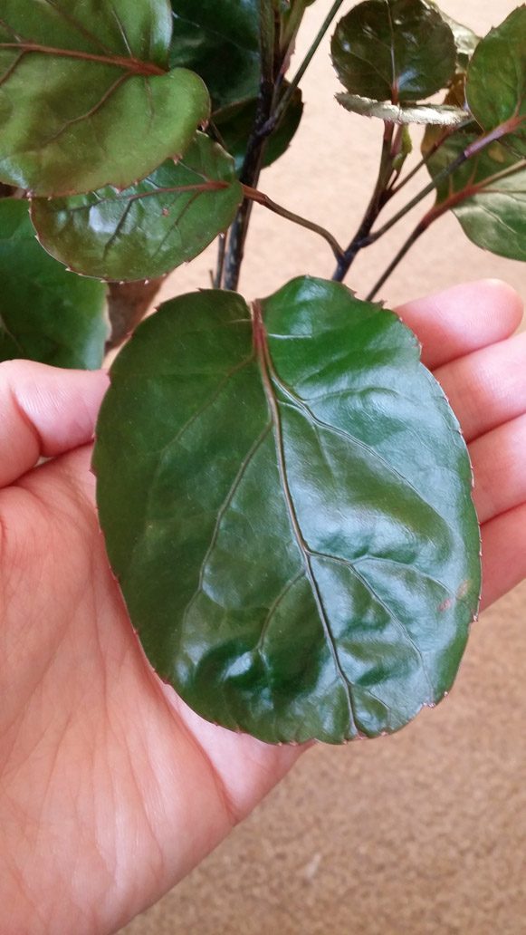 Woody Plant with Round, Serrated leaves – Walter Reeves: The Georgia ...
