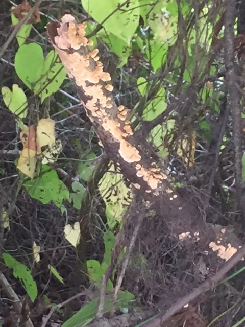 What is this fungus? – Walter Reeves: The Georgia Gardener