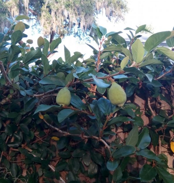 Vine with Fuzzy Green Fruit or Pod – Walter Reeves: The Georgia Gardener
