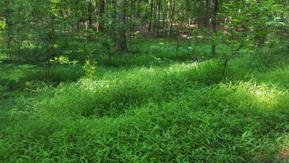 Native ground cover – Walter Reeves: The Georgia Gardener