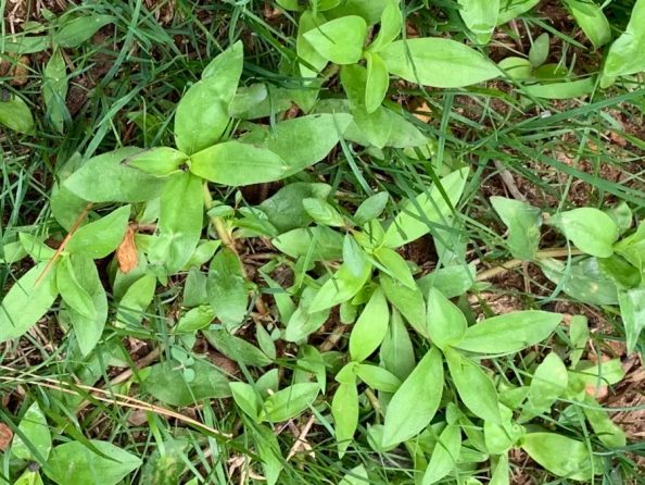 Virginia Buttonweed – Identified – Walter Reeves: The Georgia Gardener